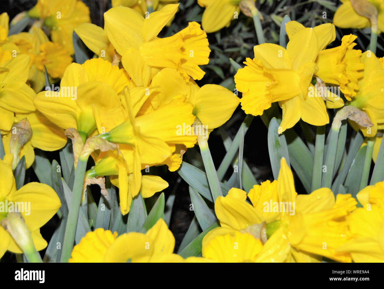 Professional floral arranging close hi-res stock photography and images ...