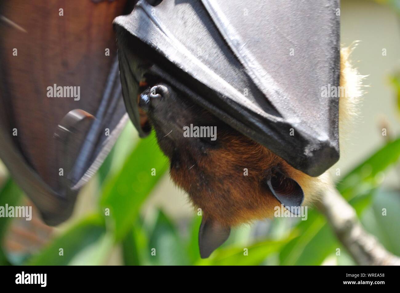 Bat Wing Close Up High Resolution Stock Photography and Images - Alamy