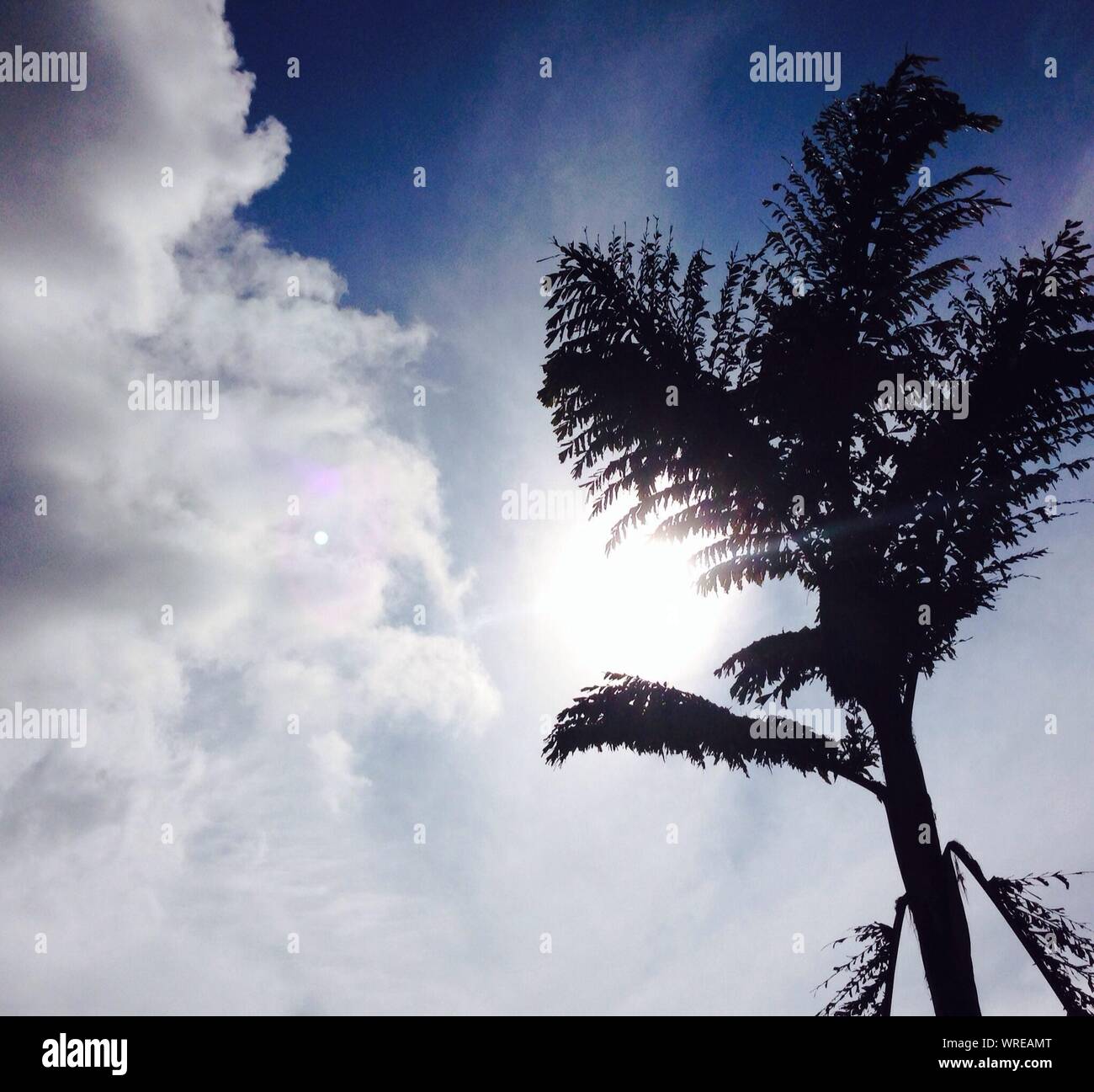 Sunlight Through Palm Tree High Resolution Stock Photography and Images ...