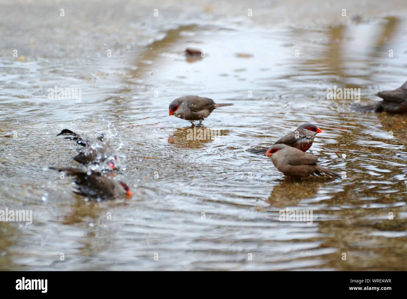 Puddle of birds hi-res stock photography and images - Alamy