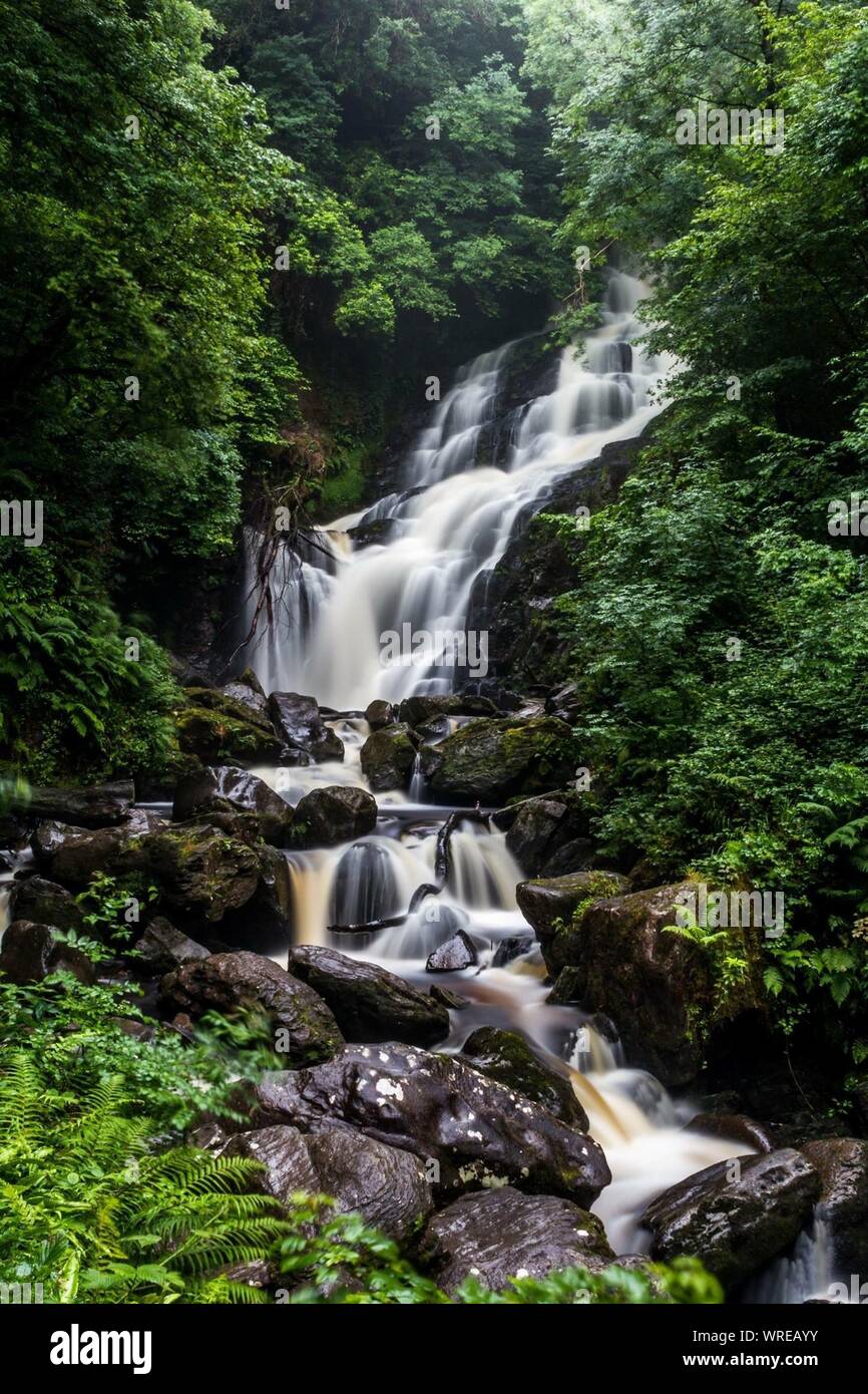 Killarney forest hi-res stock photography and images - Alamy