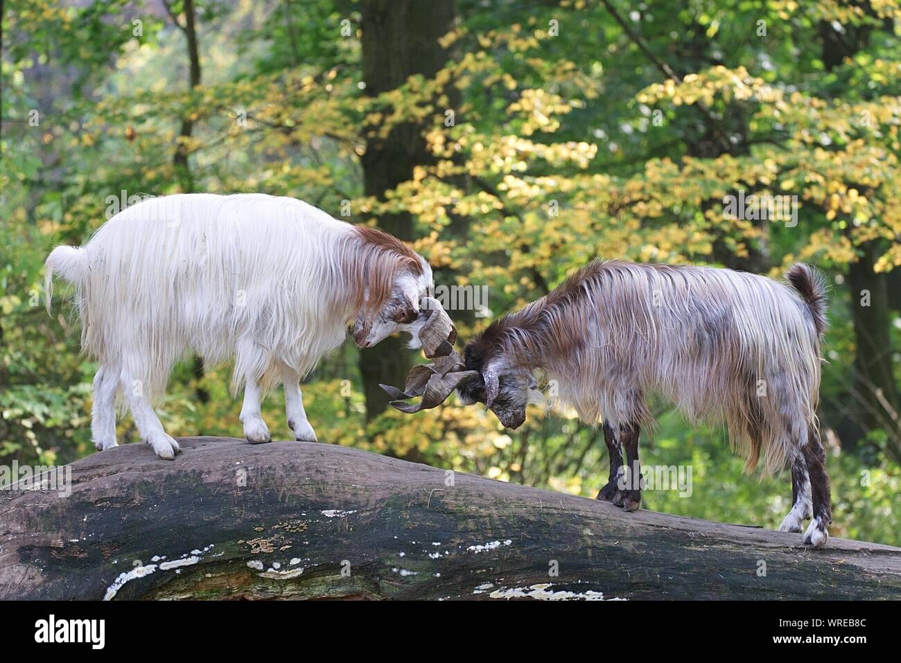 Two goats fighting hi-res stock photography and images - Alamy