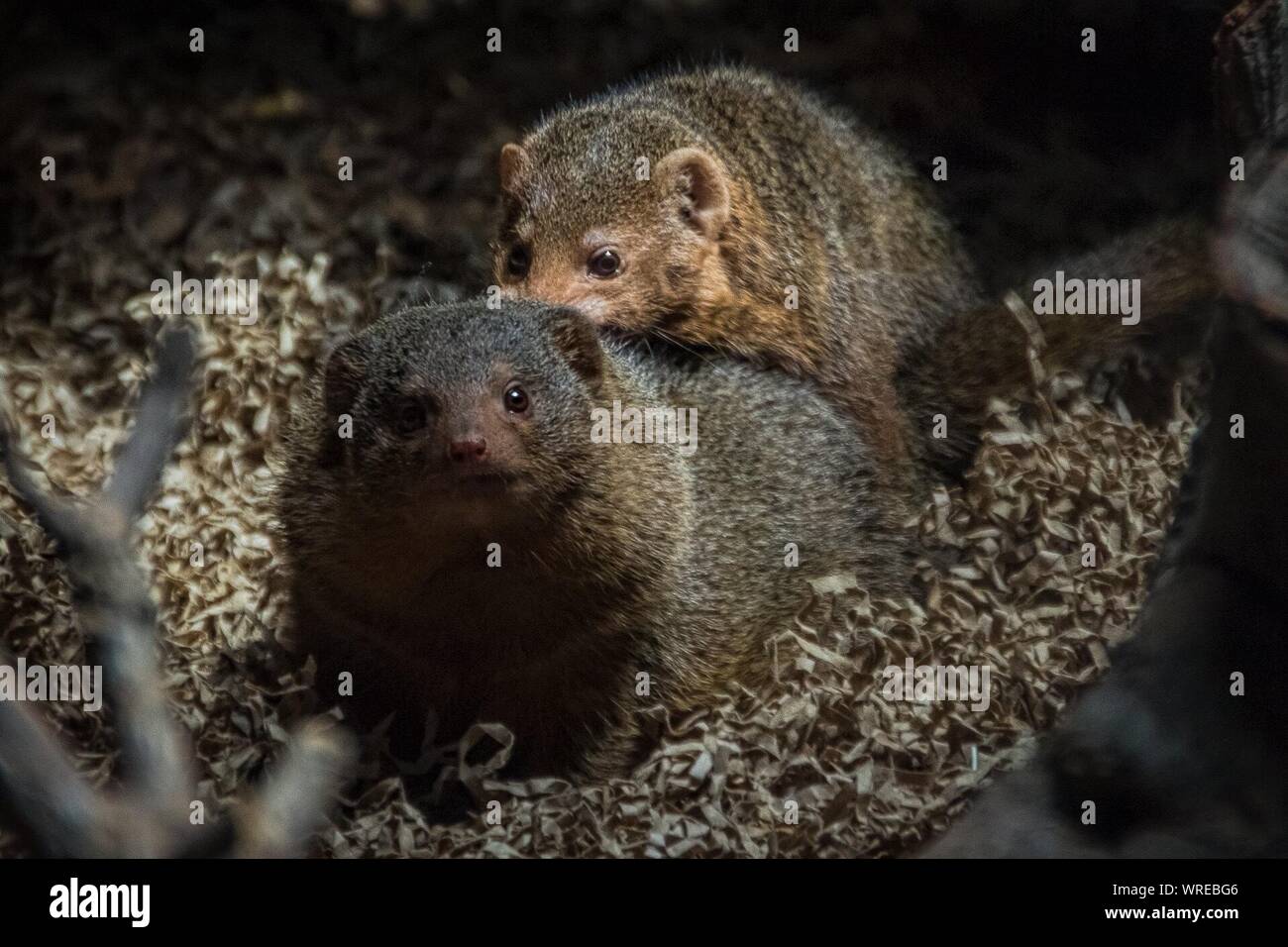 Animals Mating At The Zoo High Resolution Stock Photography and Images ...