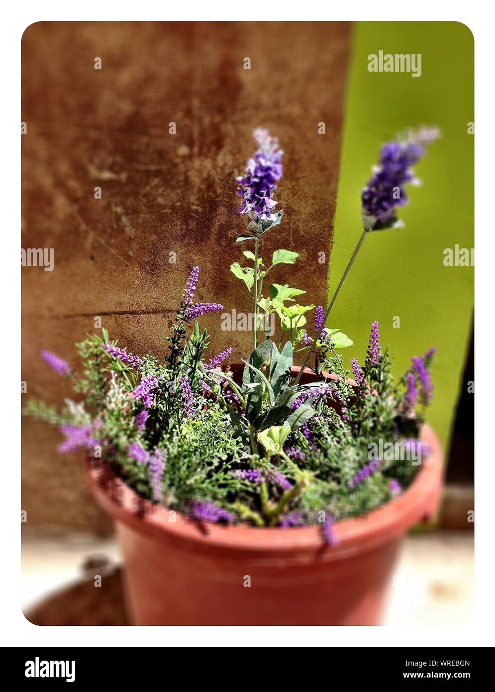 Lavender flower pot hi-res stock photography and images - Alamy