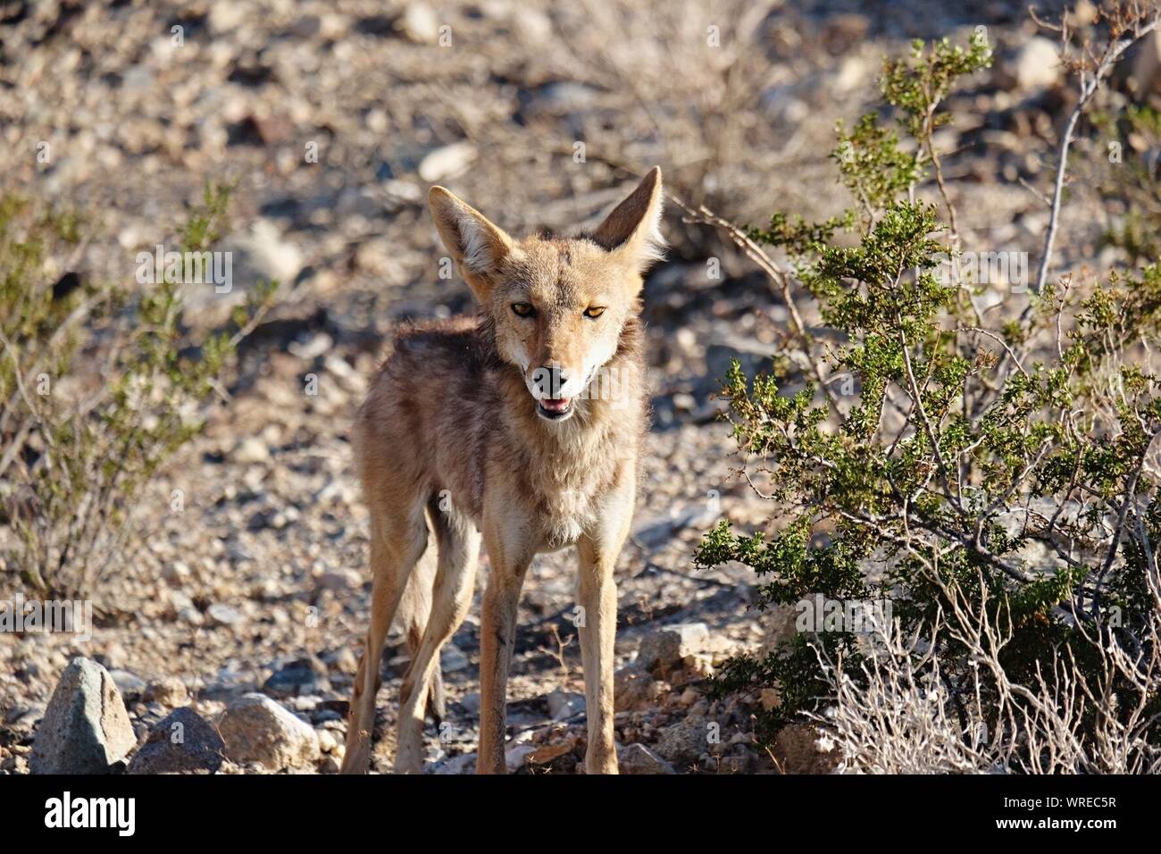 Desert wolf hi-res stock photography and images - Alamy