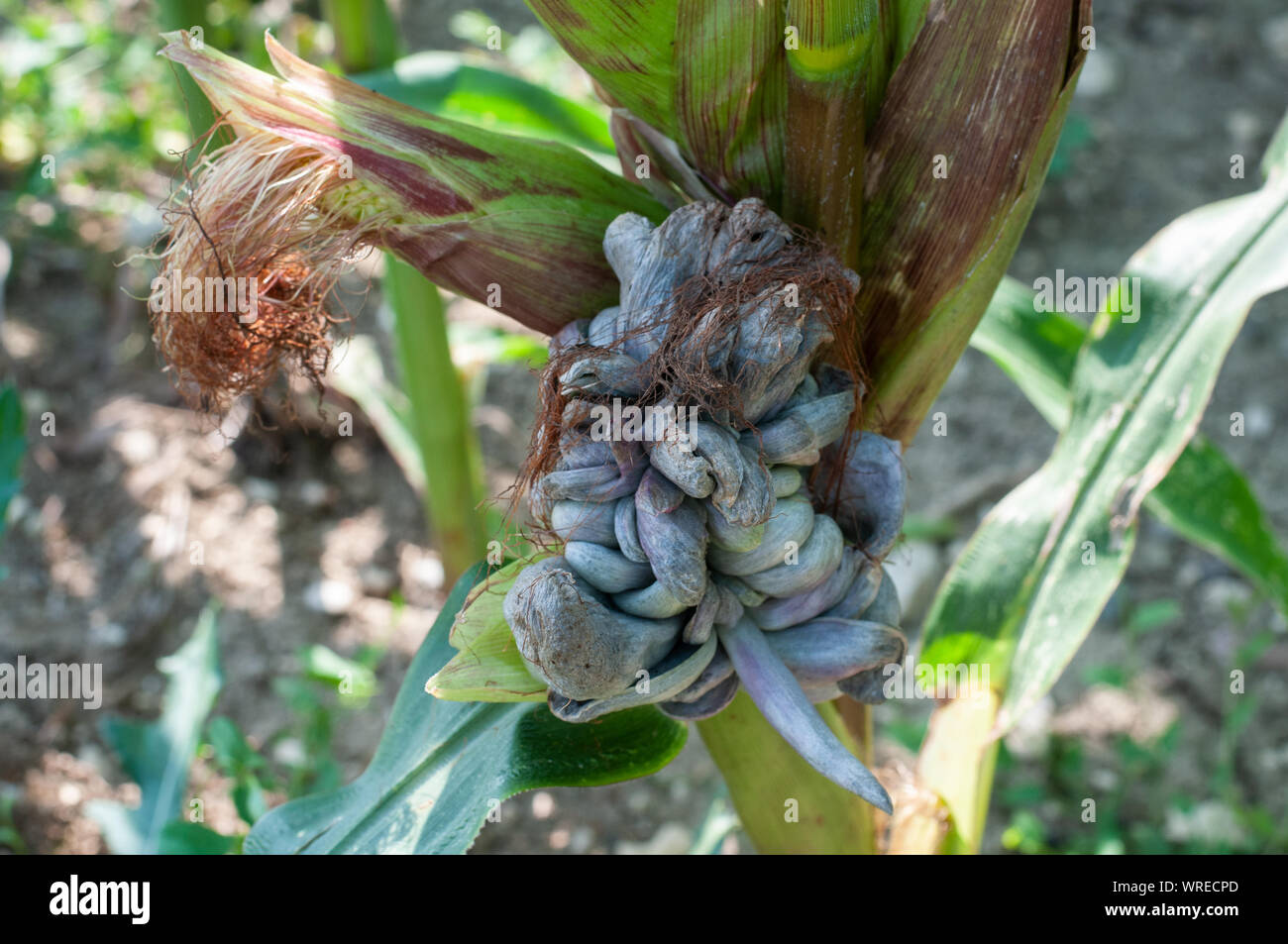 Corn fungus delicacy hi-res stock photography and images - Alamy