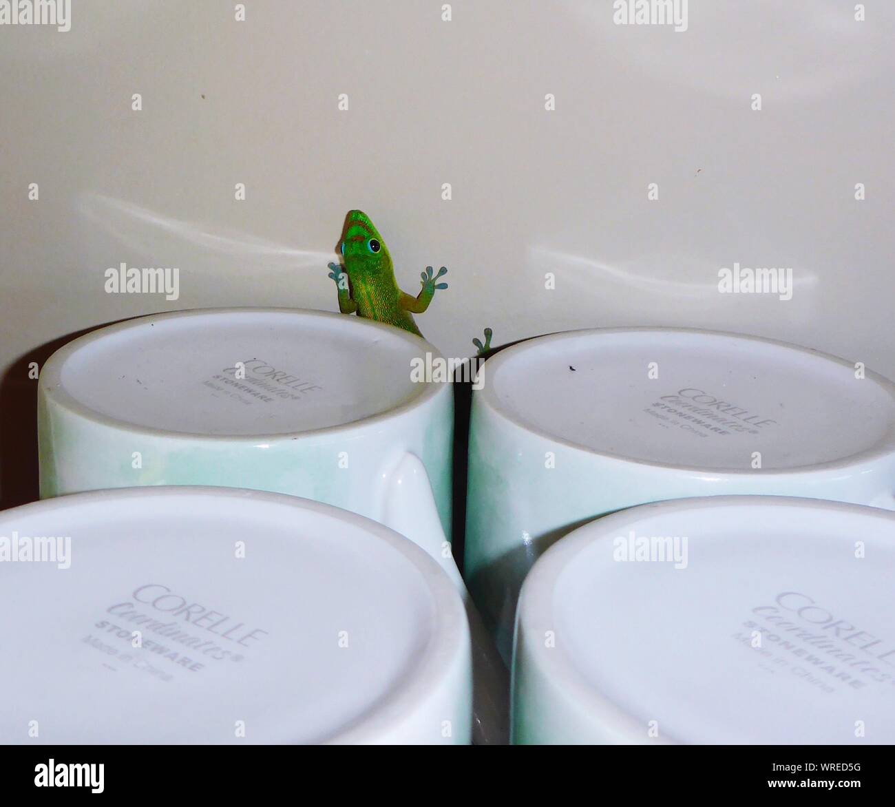 Gecko up close hi-res stock photography and images - Alamy