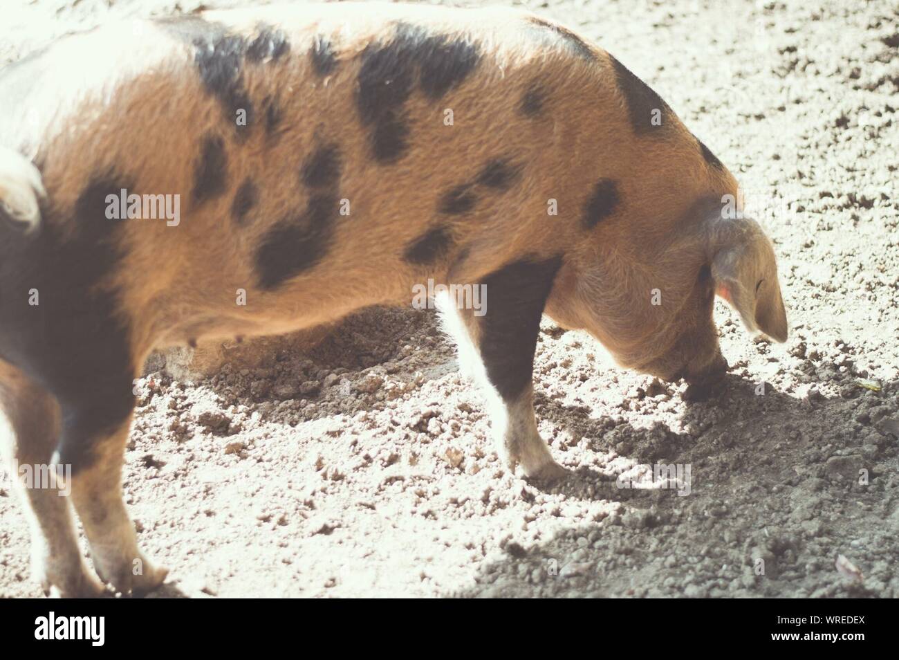 Pig Sniffing High Resolution Stock Photography and Images - Alamy