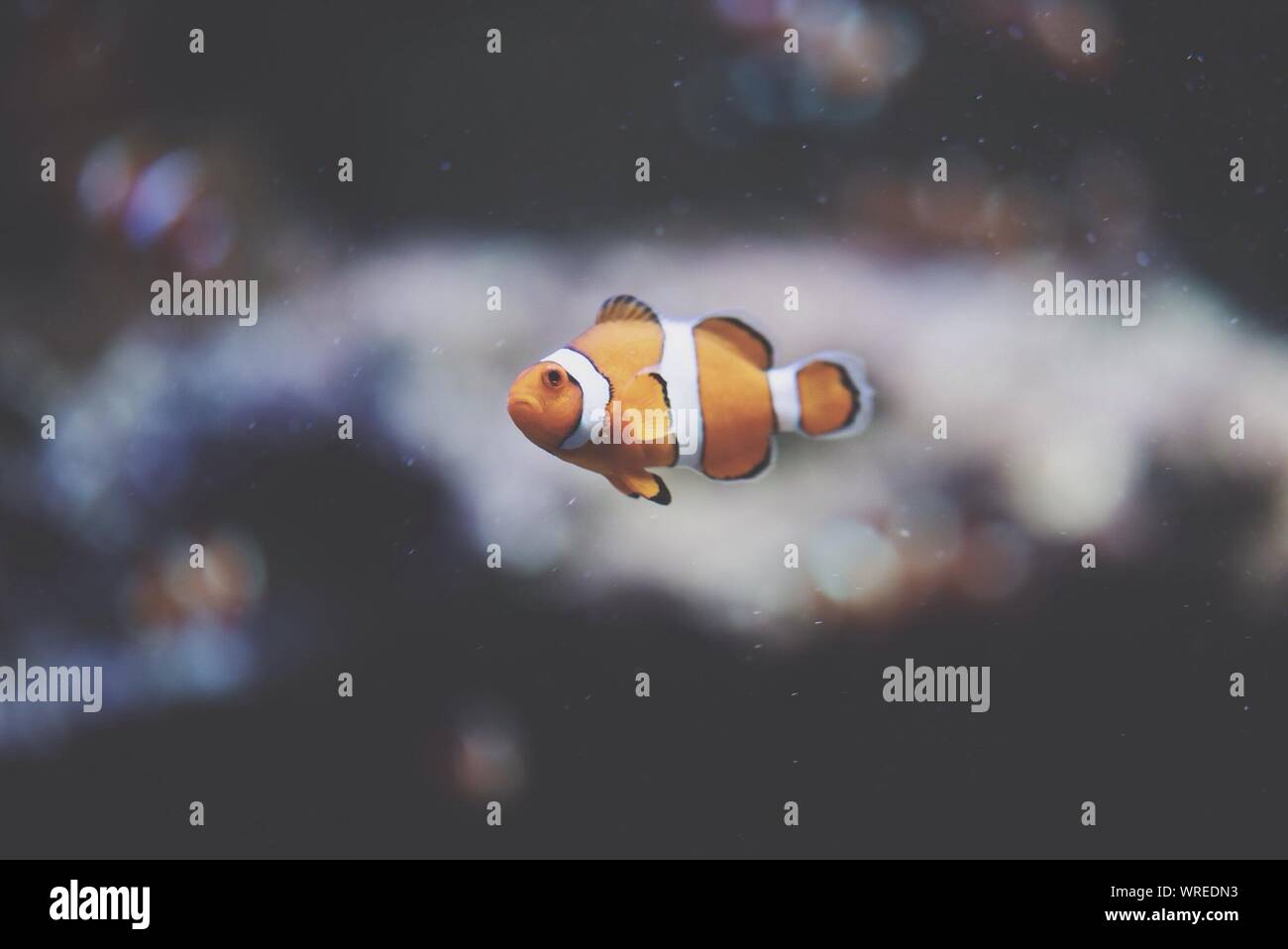 Side profile of fish hi-res stock photography and images - Alamy