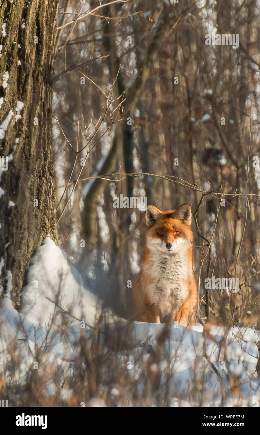 Red fox snow woodland hi-res stock photography and images - Alamy