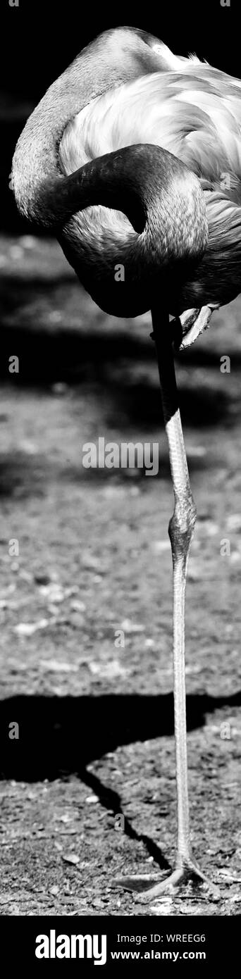 Flamingo sleeping on one leg hi-res stock photography and images - Alamy