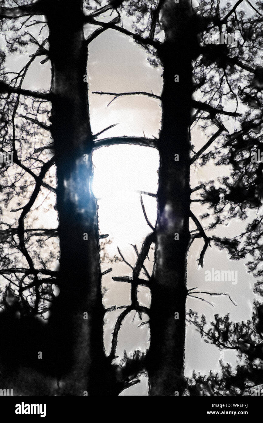 Trunks silhouette hi-res stock photography and images - Alamy