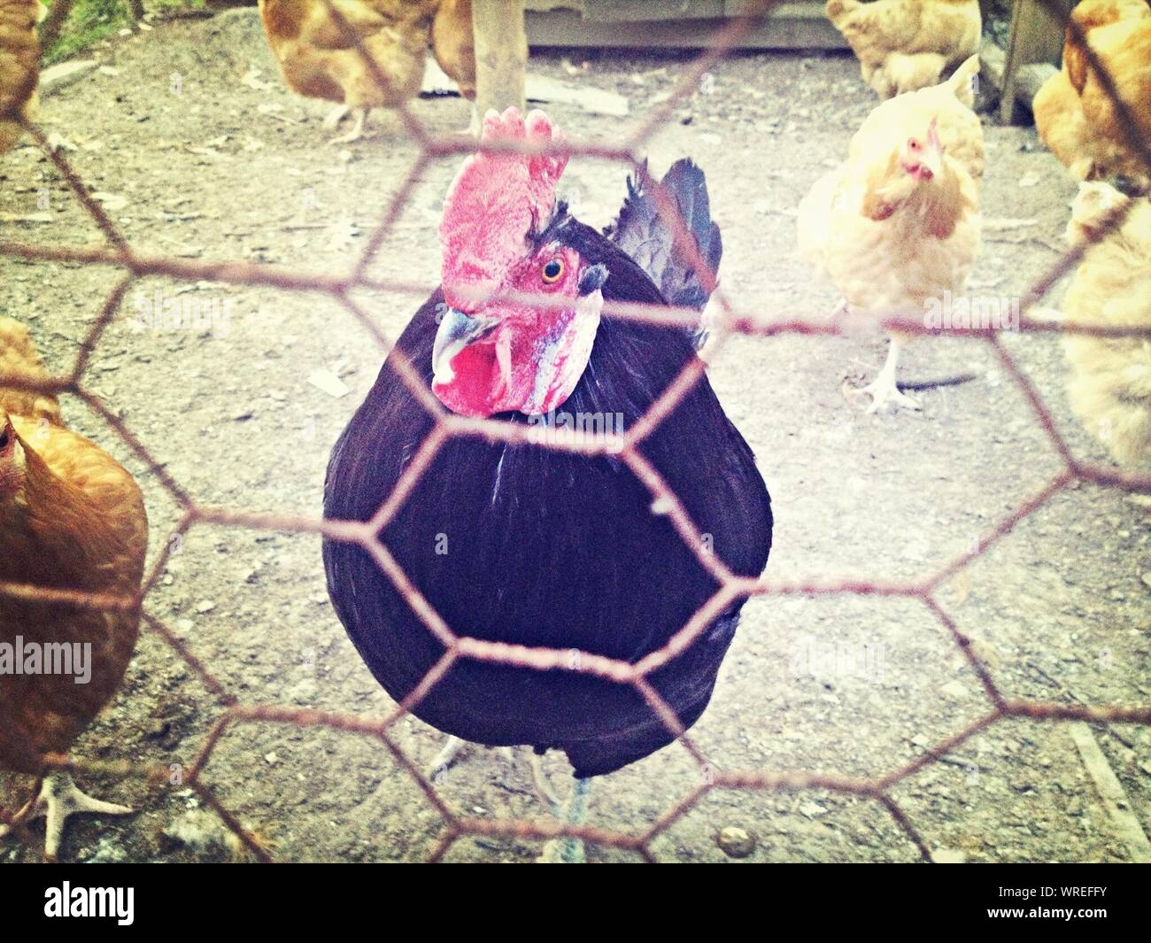 Medium Chain High Resolution Stock Photography and Images - Alamy