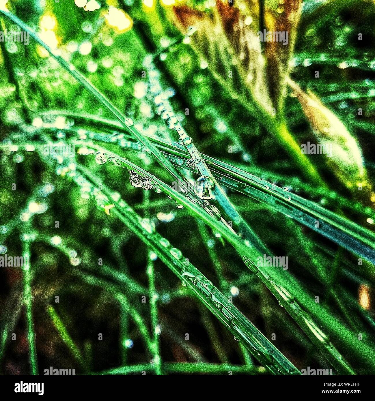 Wet weather rain plants hi-res stock photography and images - Alamy