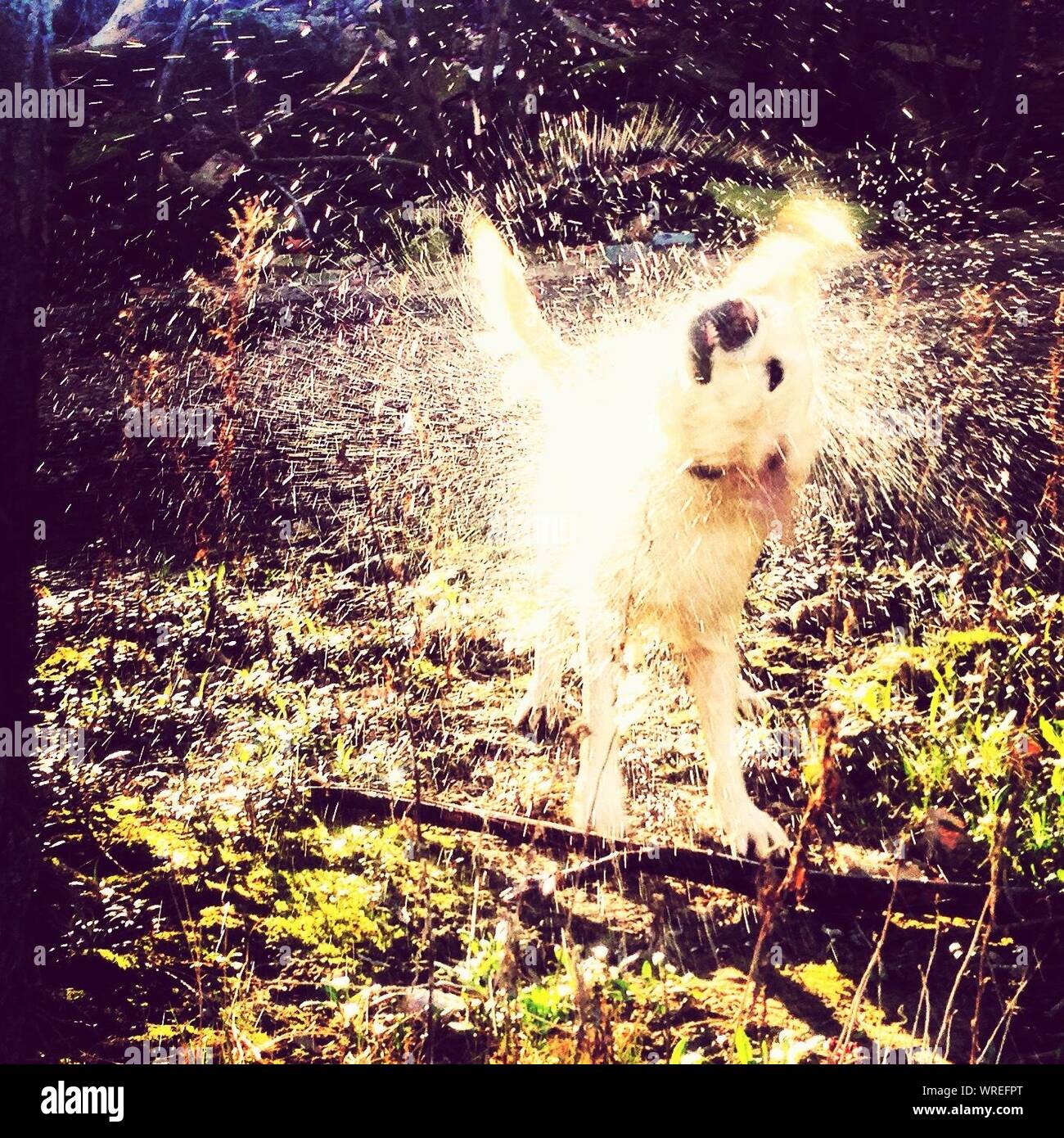 Wet dog shaking hi-res stock photography and images - Alamy