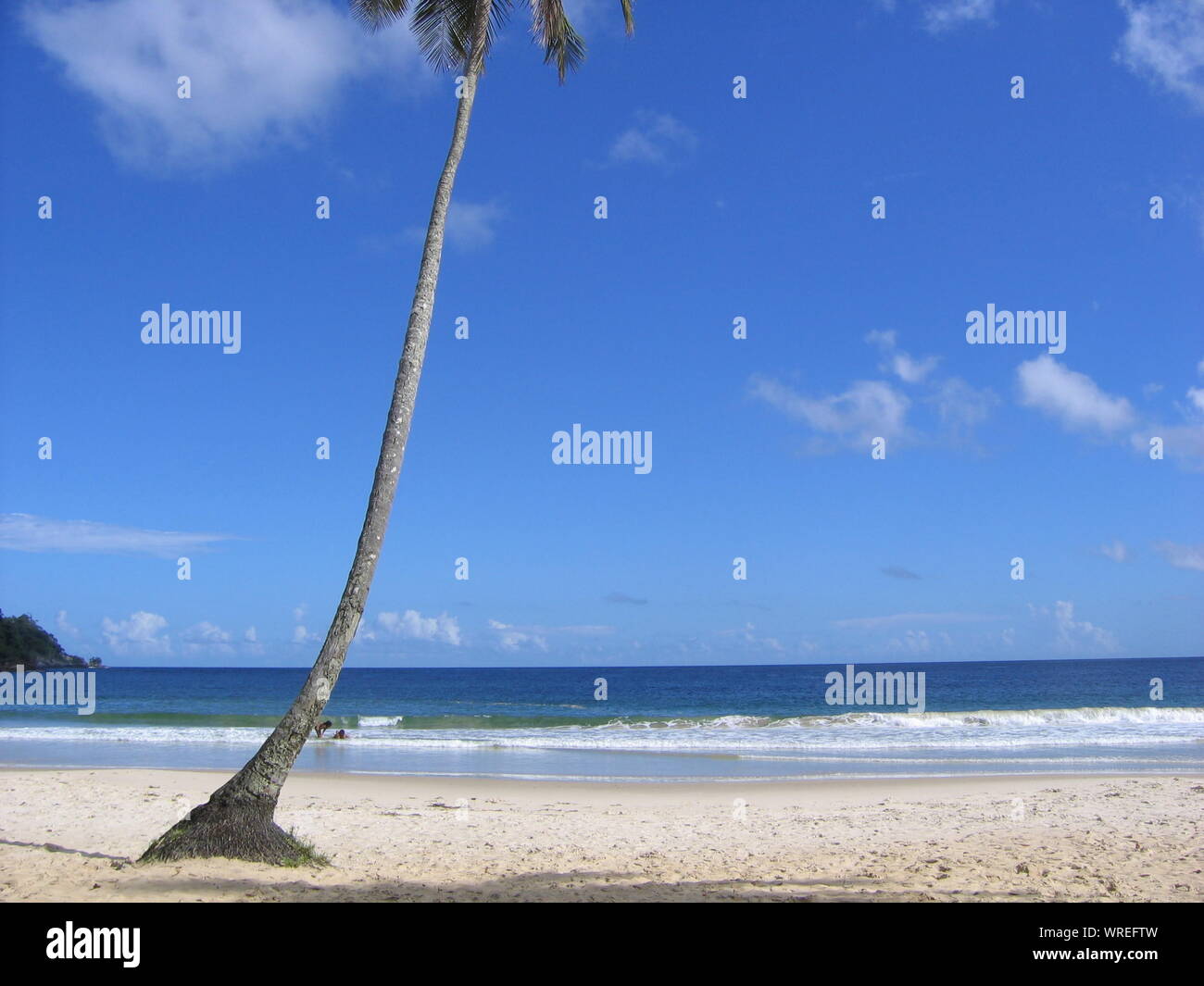 Palm tree growing in sand on beach hi-res stock photography and images ...