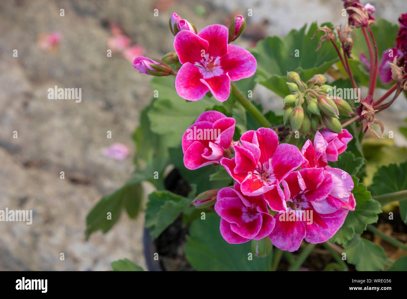 Close-up of Clarkia amoena flower. In red Stock Photo - Alamy