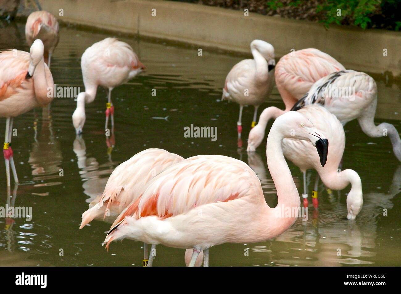 Flamingo Birds At Zoo Stock Photo - Alamy
