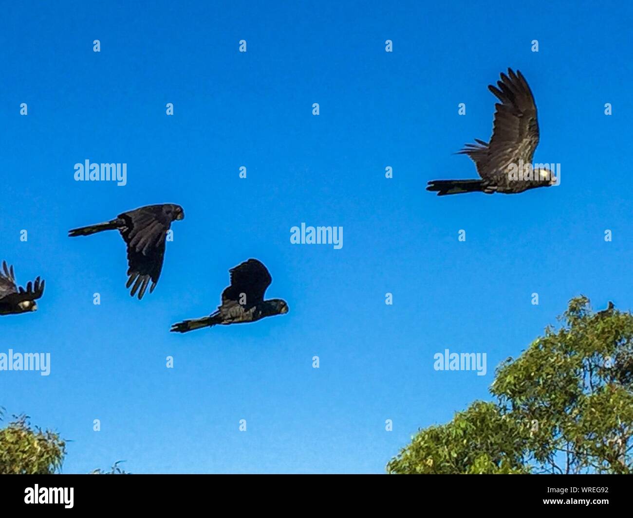 Flying black cockatoo High Resolution Stock Photography and Images - Alamy