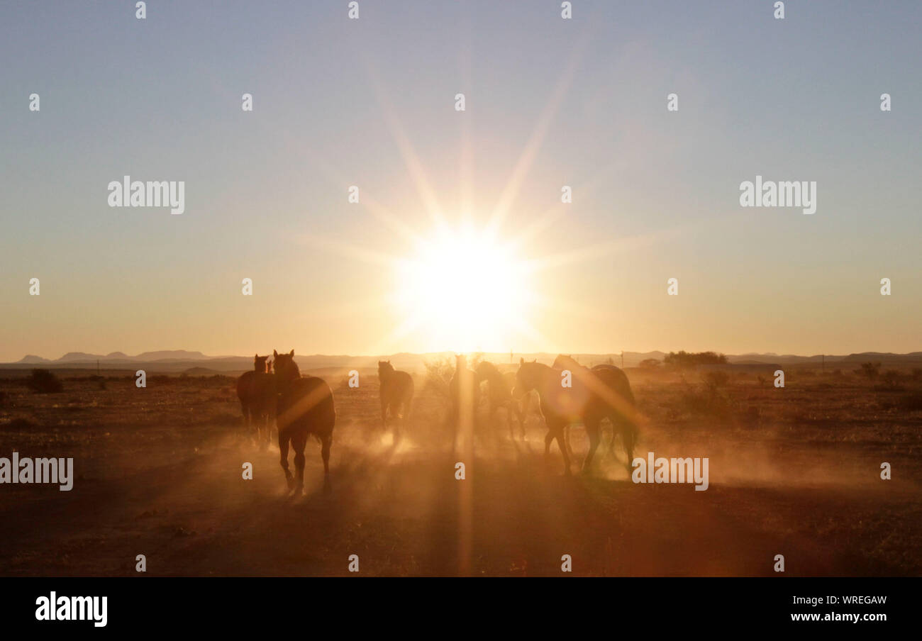 Scenes of ranch life in West TExas Stock Photo - Alamy