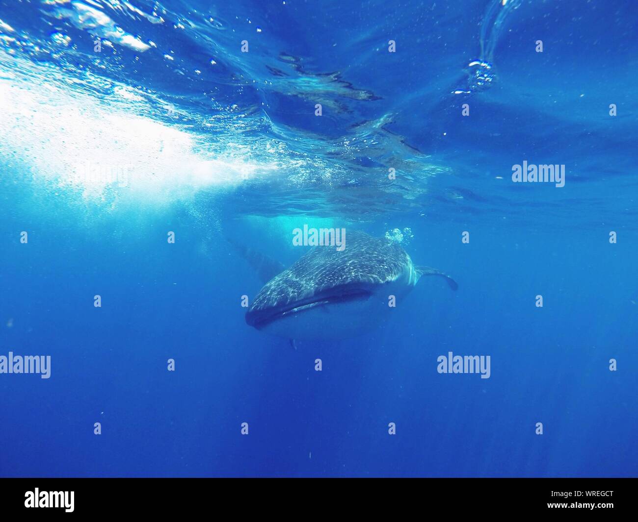 Shark underwater hi-res stock photography and images - Alamy