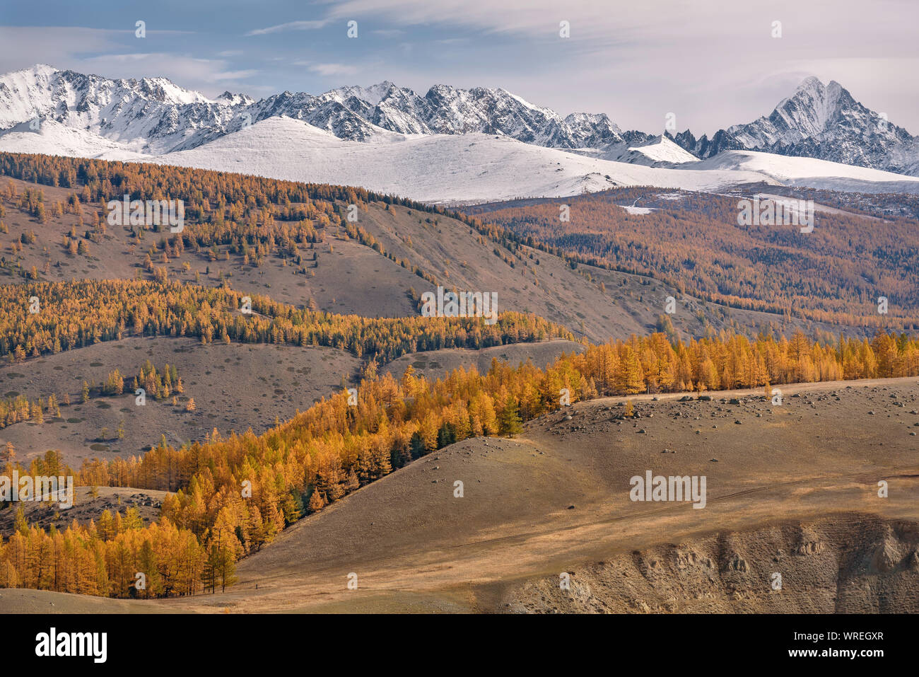 Amazing autumn landscape with golden trees and a forest on a background ...