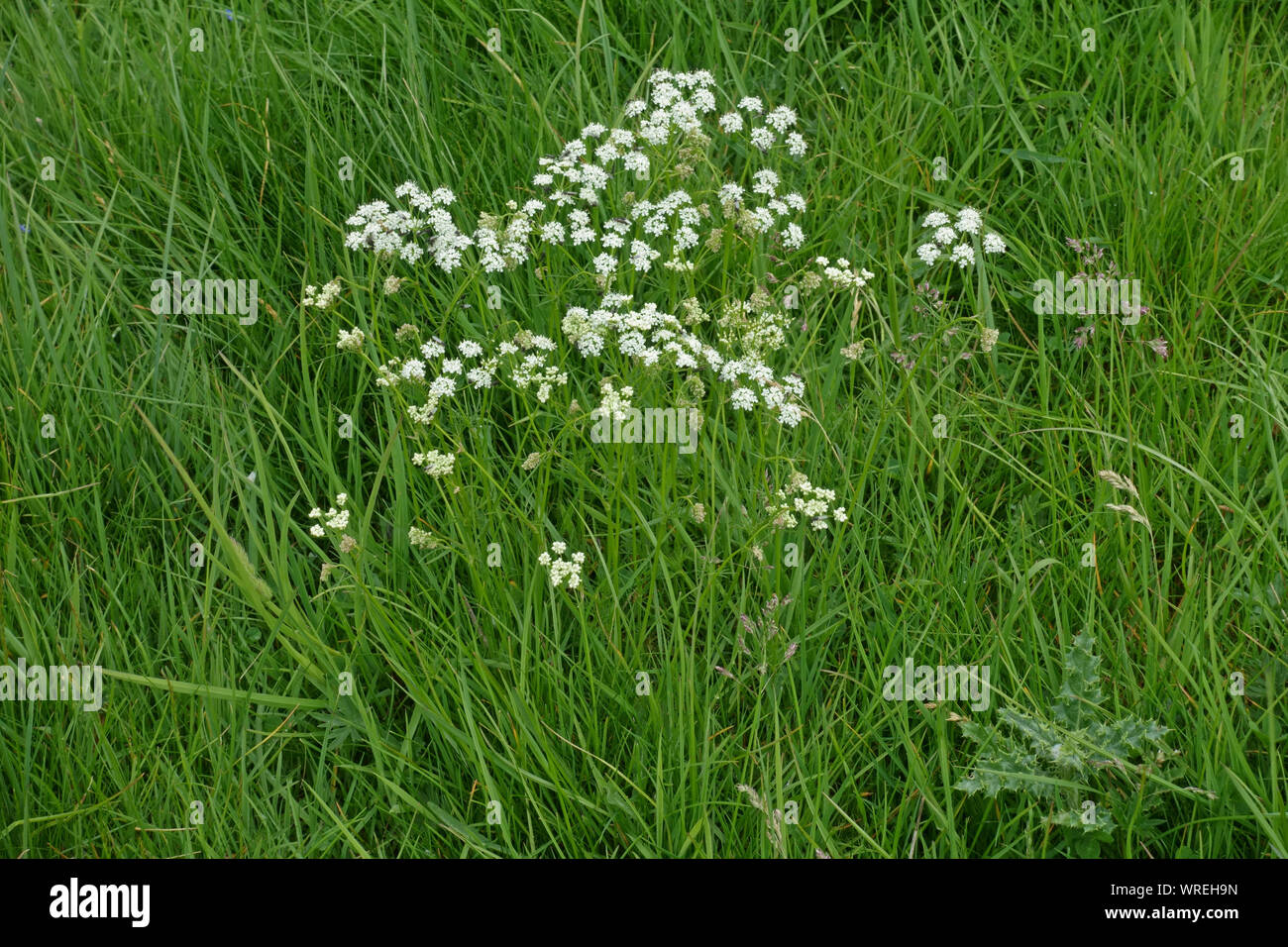 Pignut (Conopodium majus) a small umbellifer flowering in chalk dwnland ...