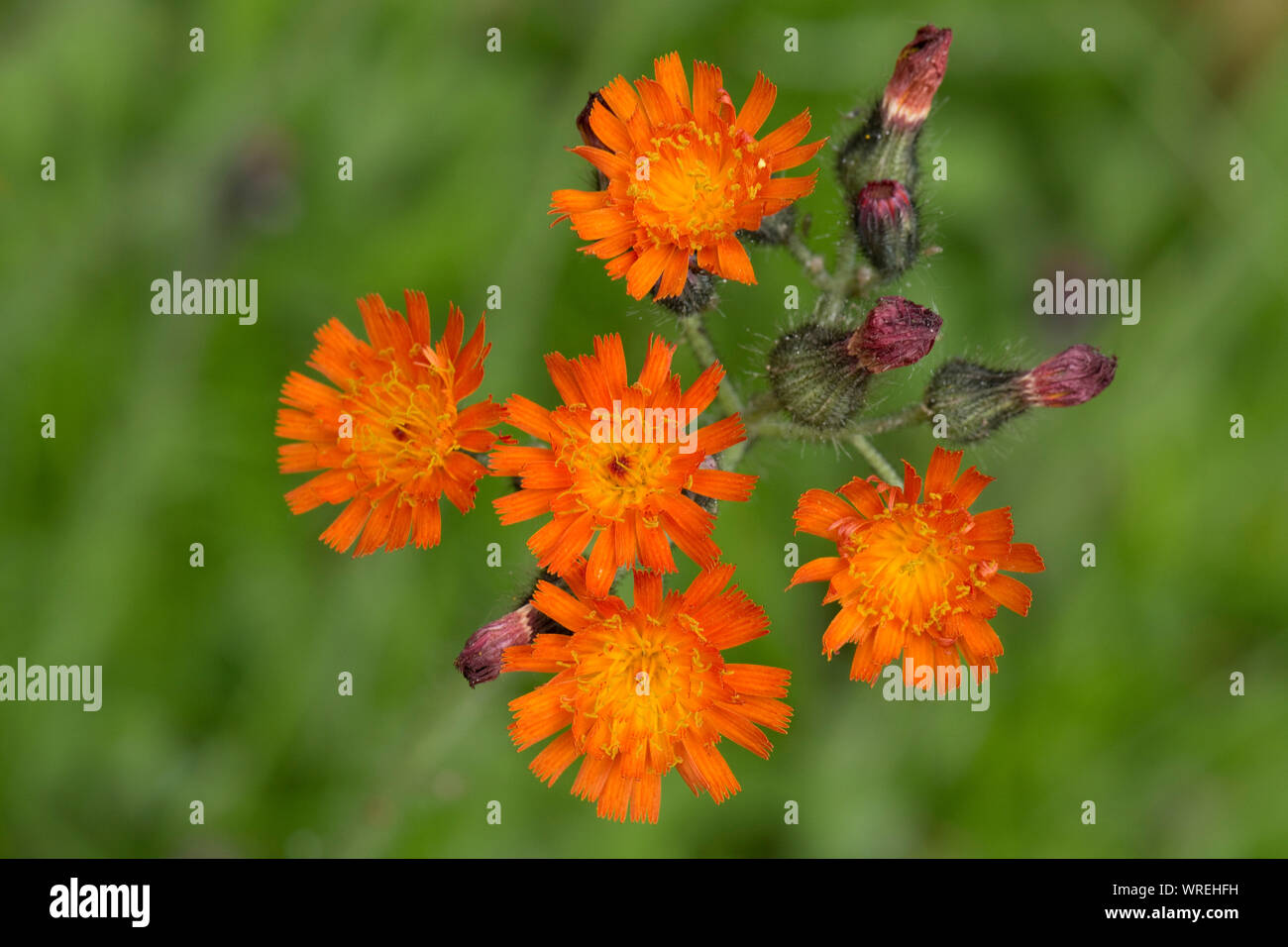 Fox-and-cubs or orange hawkbit (Pilosella, aurantiaca) flowering in a ...