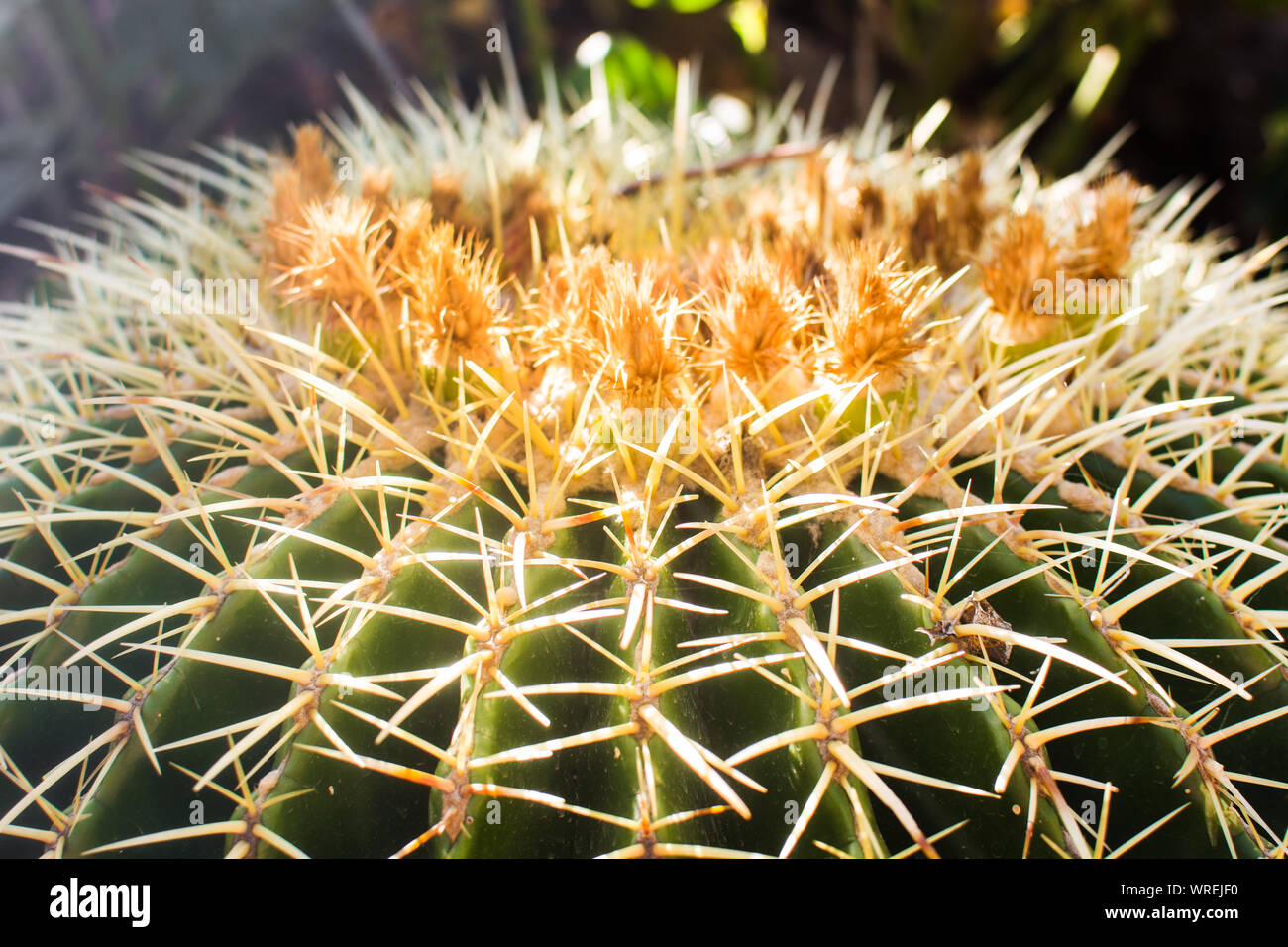 Round green cactus closeup Stock Photo - Alamy