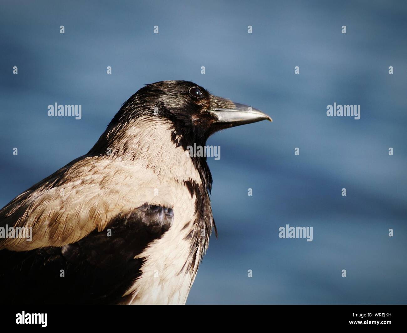 Raven foreground hi-res stock photography and images - Alamy
