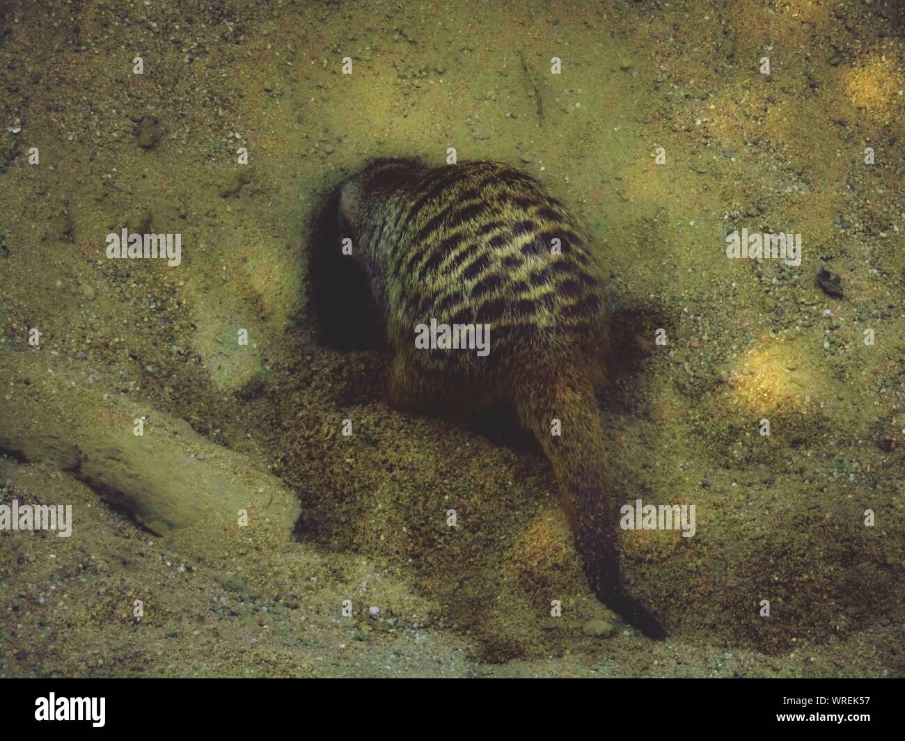 Meerkat digging hole hi-res stock photography and images - Alamy