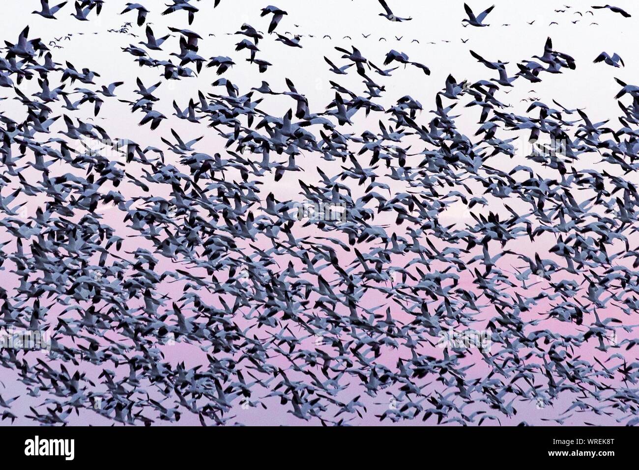 Birds flying shot hi-res stock photography and images - Alamy