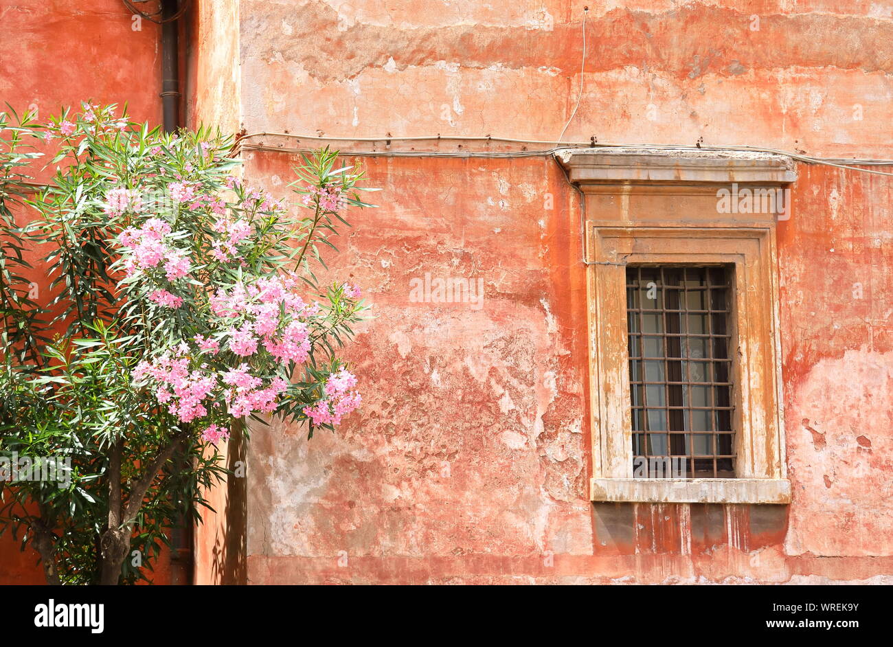 Pink flower tree in Traditional Italian house background Italy Stock ...