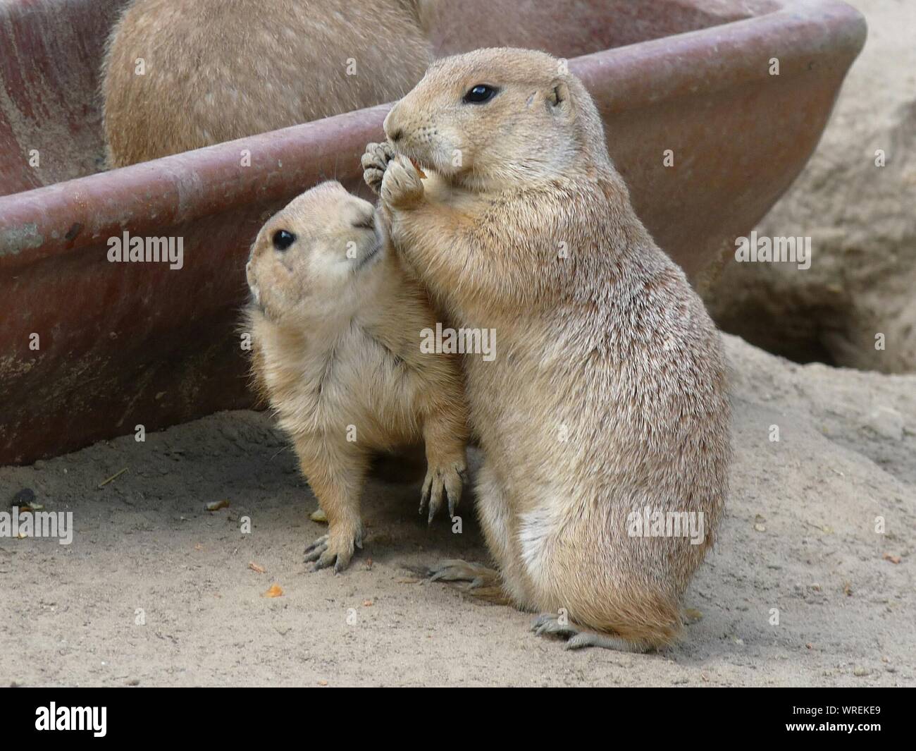 Three marmots hi-res stock photography and images - Alamy