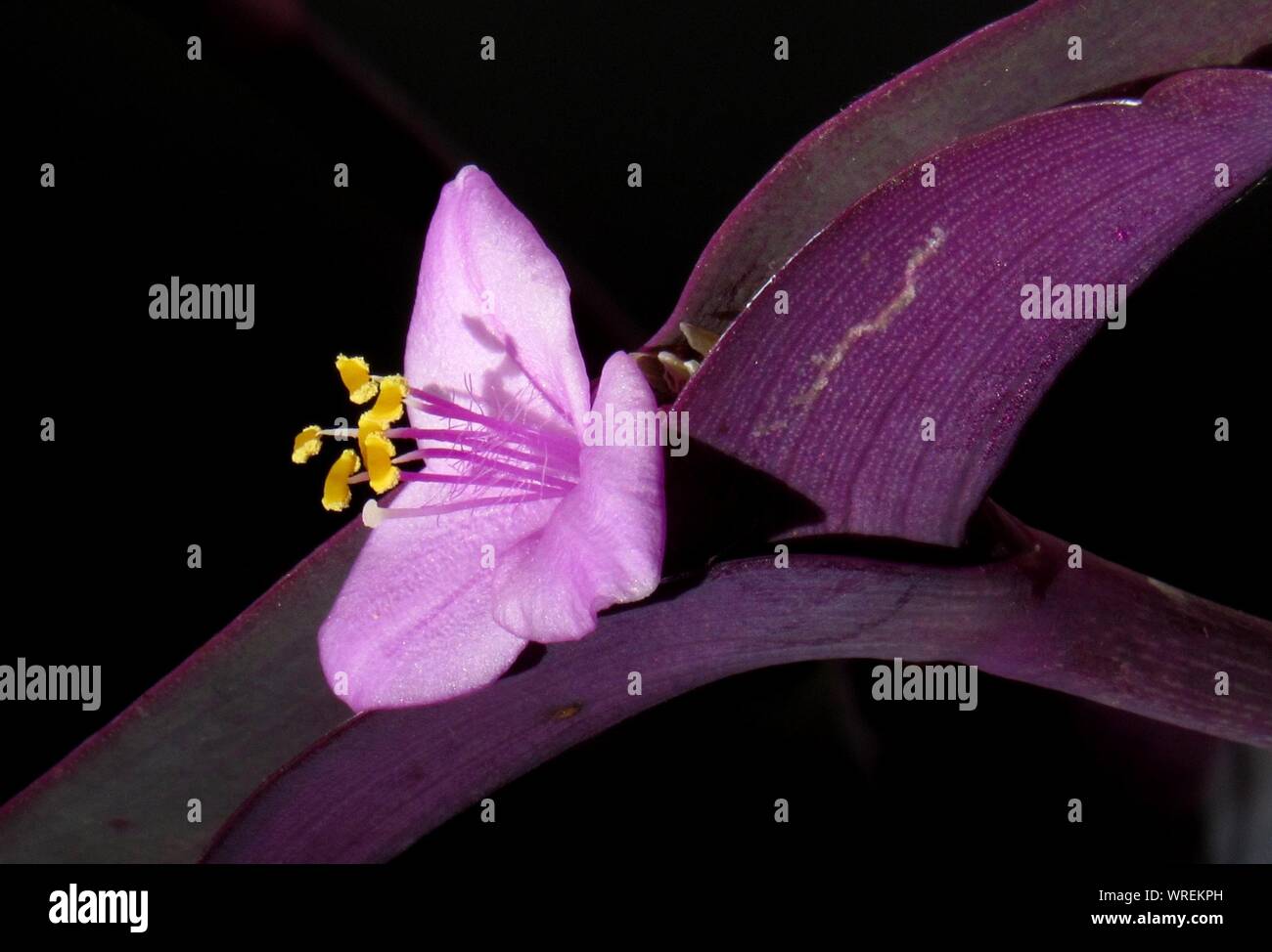 Purple heart flower hi-res stock photography and images - Alamy