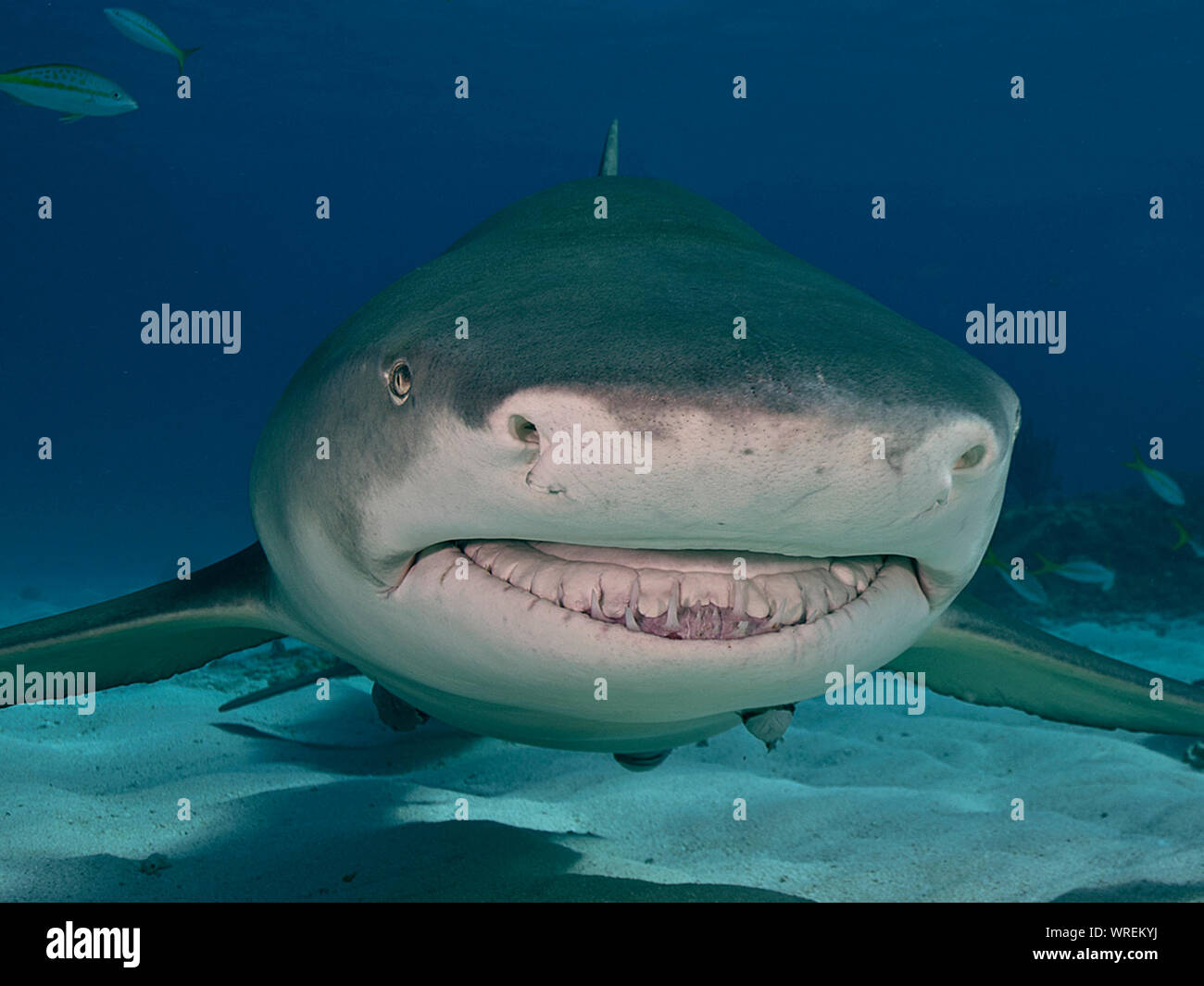 Lemon Shark High Resolution Stock Photography and Images - Alamy