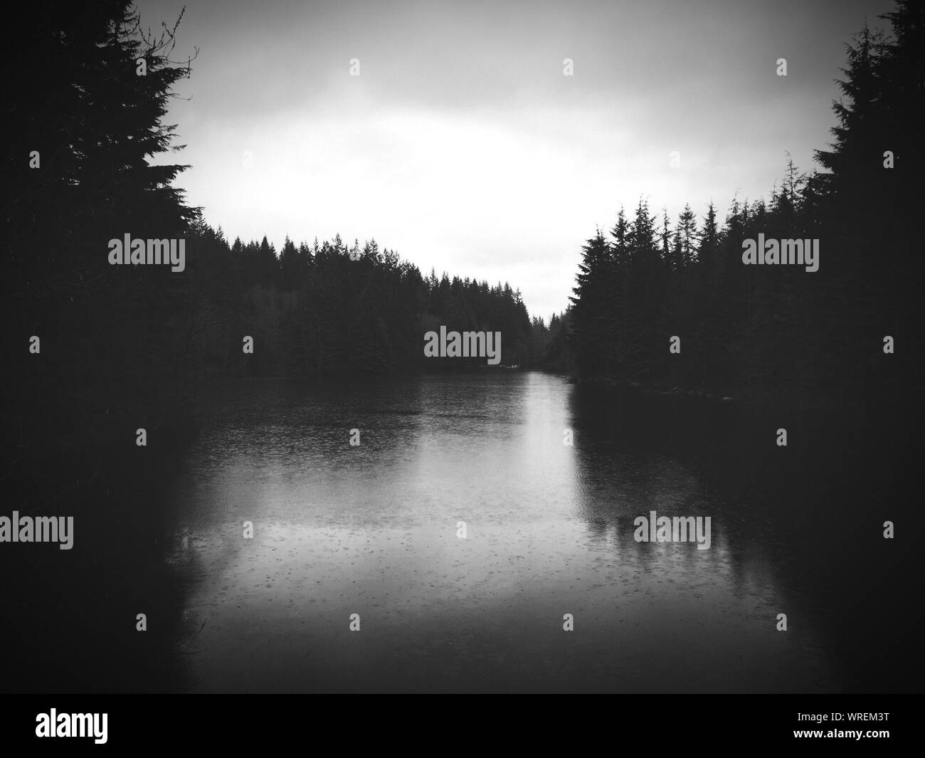 Dark forest Black and White Stock Photos & Images - Alamy