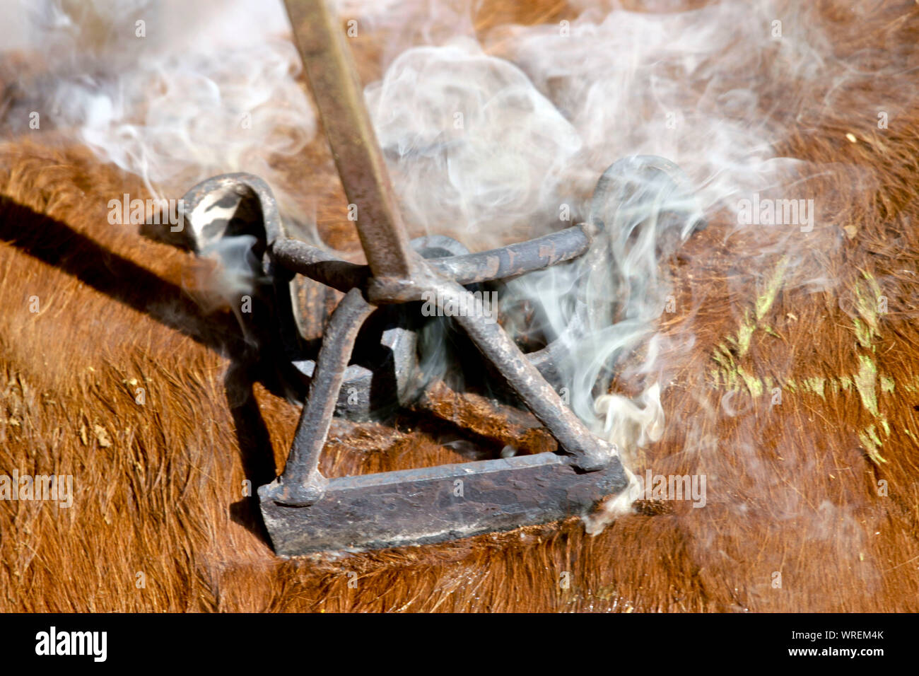 Branding iron hi-res stock photography and images - Alamy