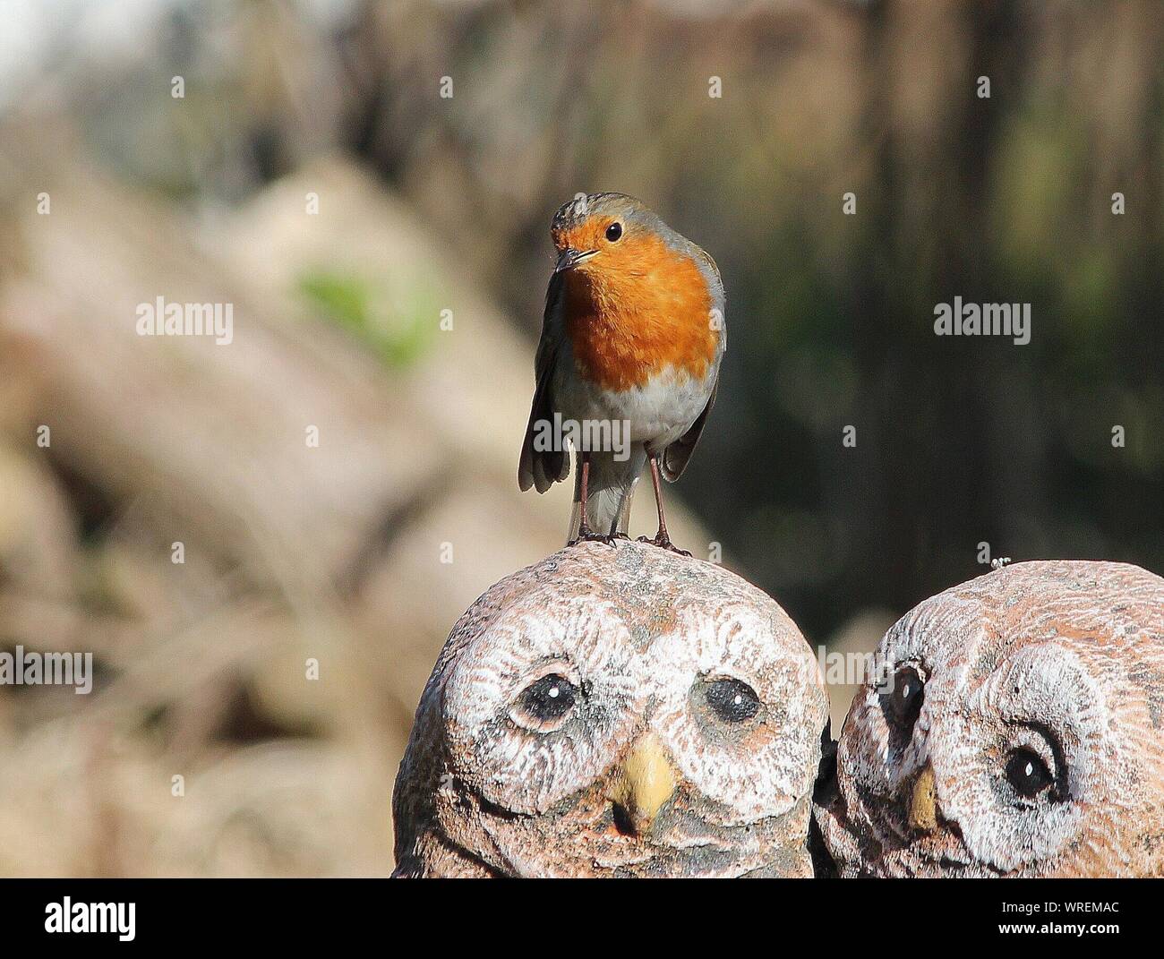 Statue robin hi-res stock photography and images - Alamy