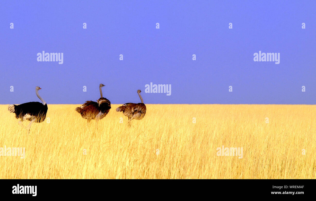 Running Ostrich High Resolution Stock Photography and Images - Alamy