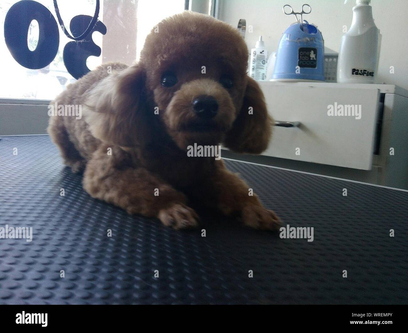 Sitting poodle hi-res stock photography and images - Alamy