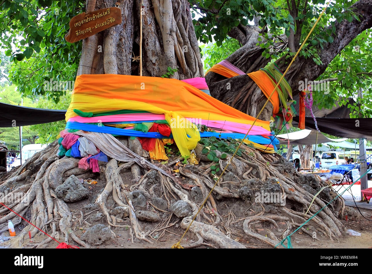 Giant tied tree in the temple complex Nakhon Pathom Stock Photo - Alamy