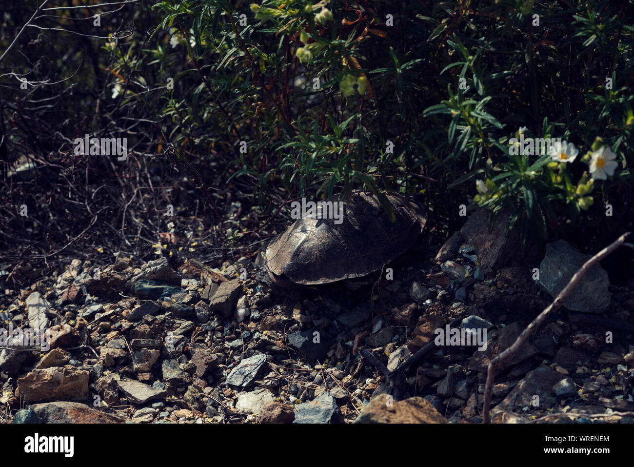 Under tortoise shell hi-res stock photography and images - Alamy