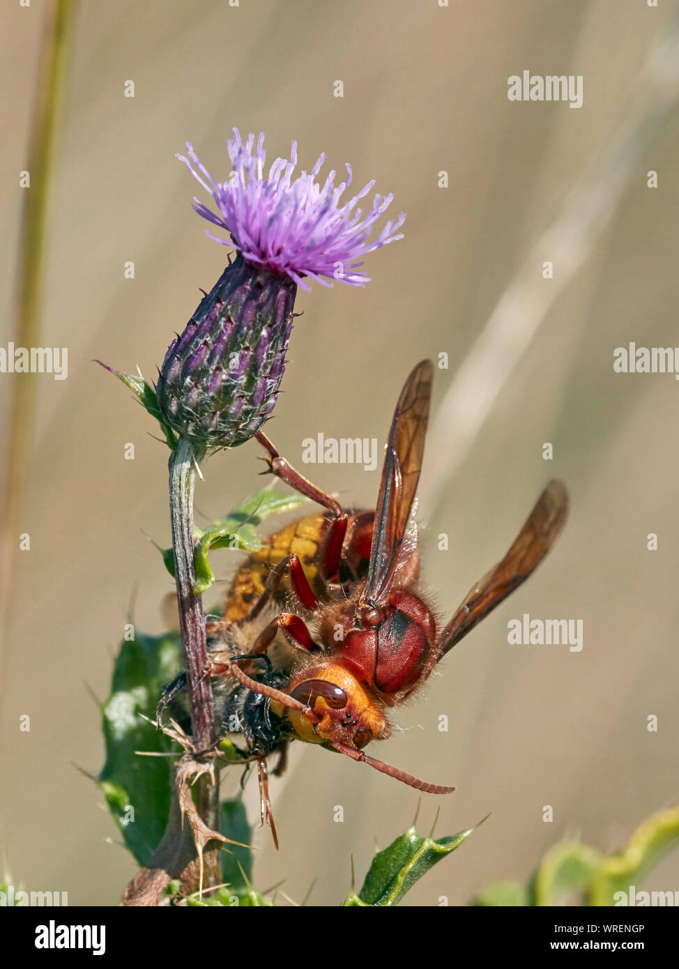 European Hornet eating a Bumblebee. Hurst Meadows, East Molesey, Surrey ...