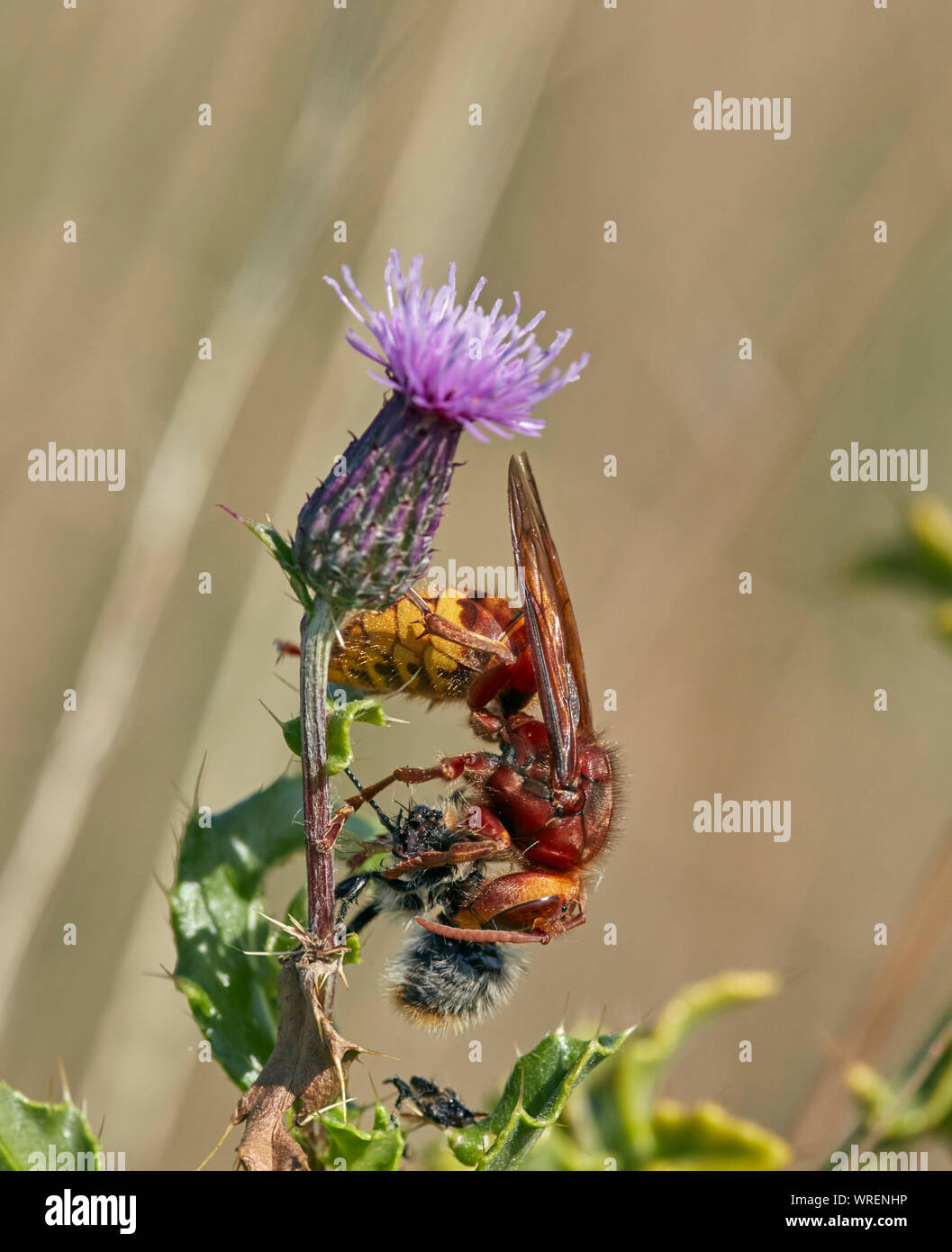 European Hornet eating a Bumblebee. Hurst Meadows, East Molesey, Surrey ...