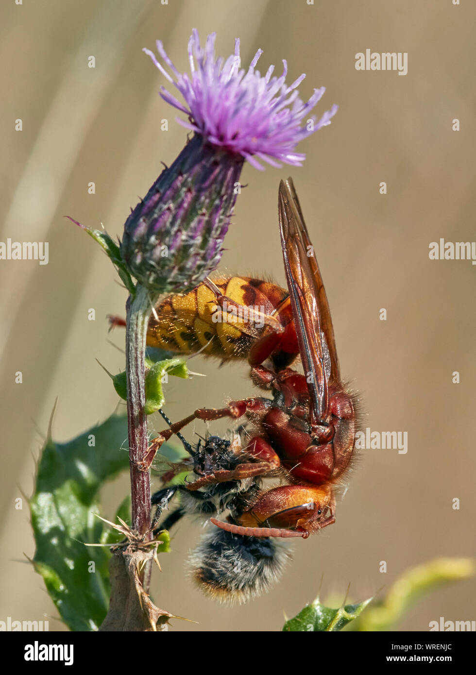 Wasp eating bee hi-res stock photography and images - Alamy