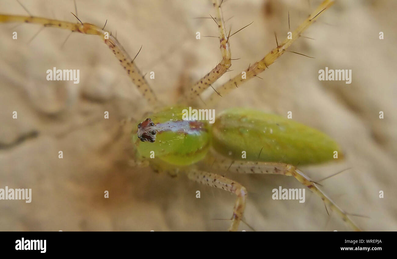 Green spider hi-res stock photography and images - Alamy