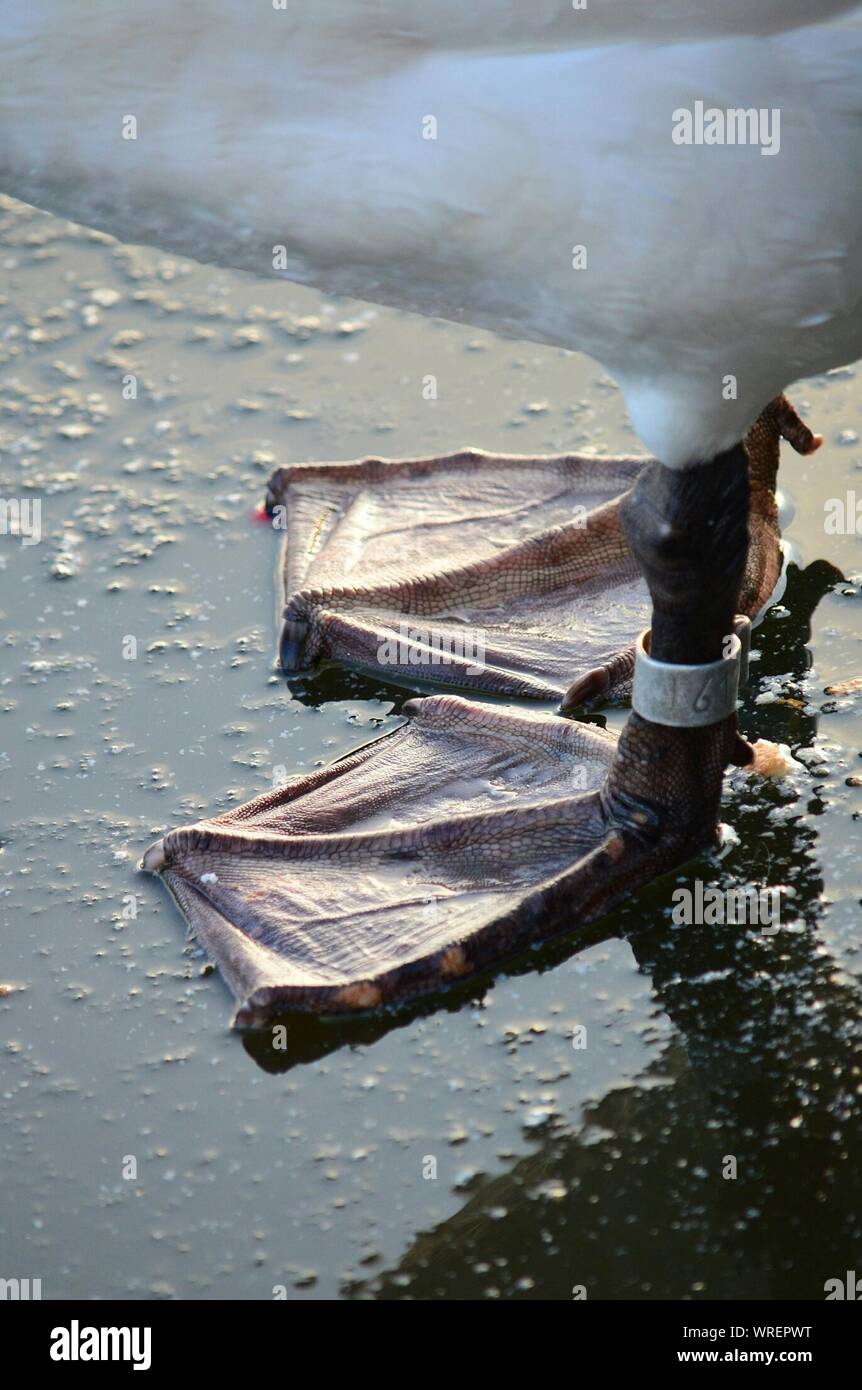Bird feet hi-res stock photography and images - Alamy