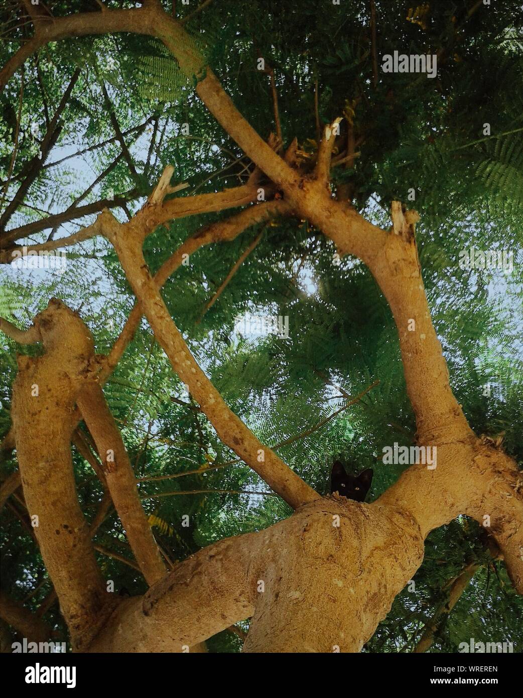 Inside tree hi-res stock photography and images - Alamy