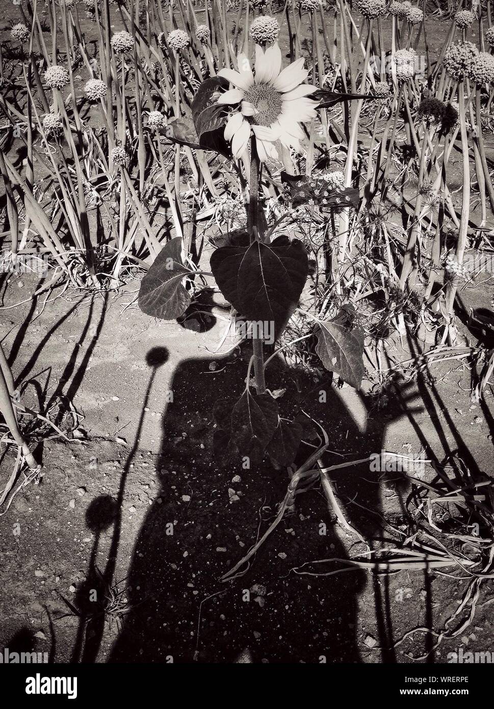 Falling process hi-res stock photography and images - Alamy